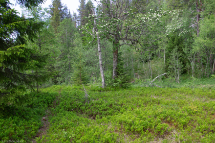 Hjem - Kulturminnesøk